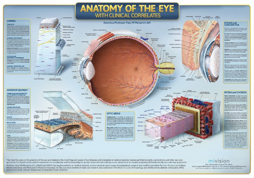 Anatomy of the Eye Resource Launched