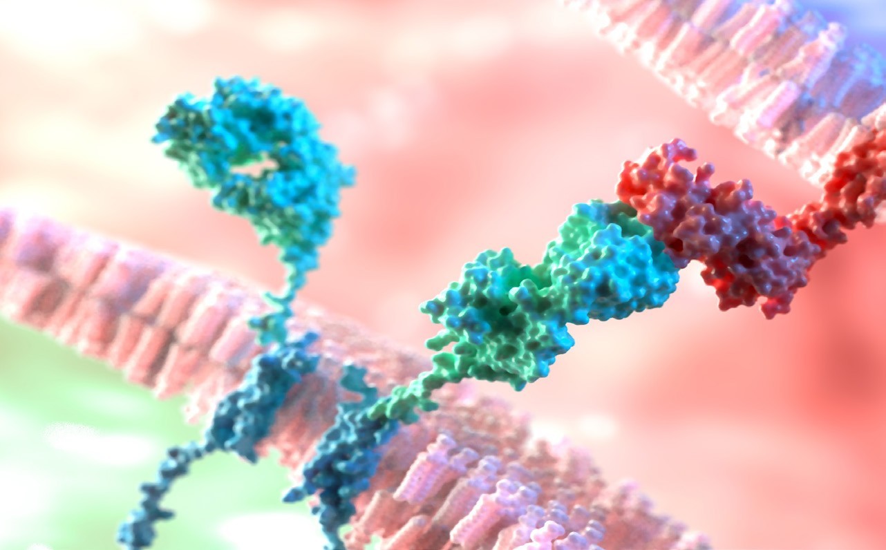 BioNTech and Autolus collaborate for CAR T-cell therapies