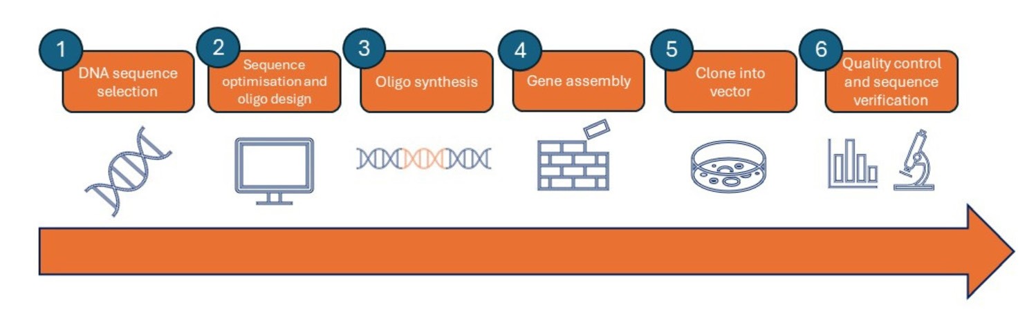 Next-generation size selection: accelerating the pace of gene synthesis