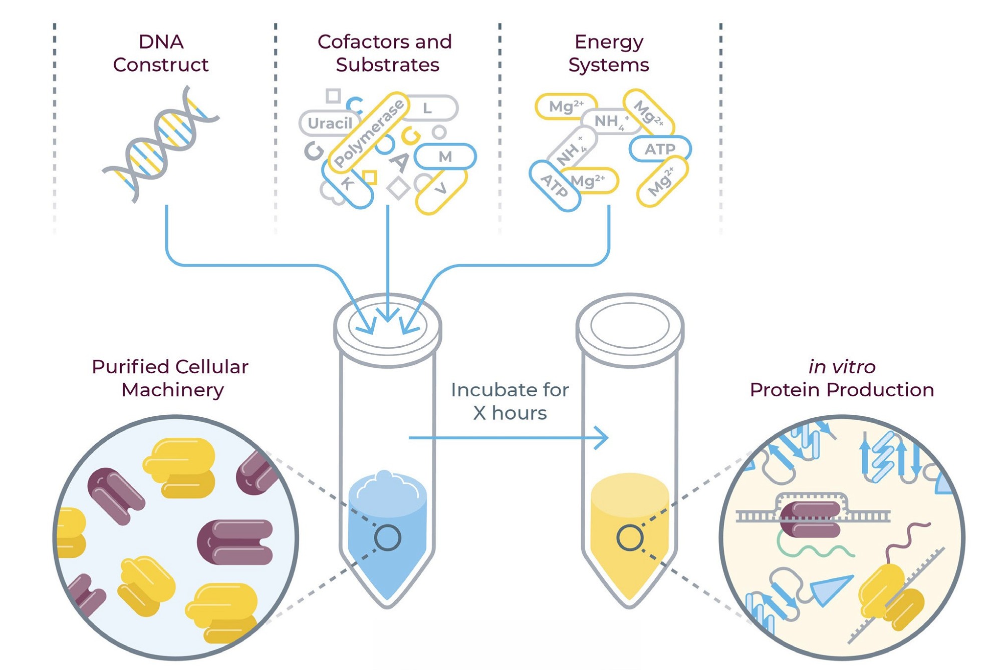 Protein Synthesis Diagram