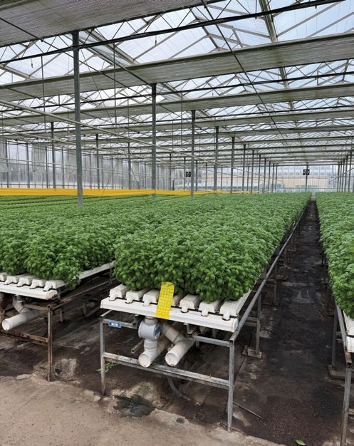 Hort Connection Mornington Peninsula Farm Tour