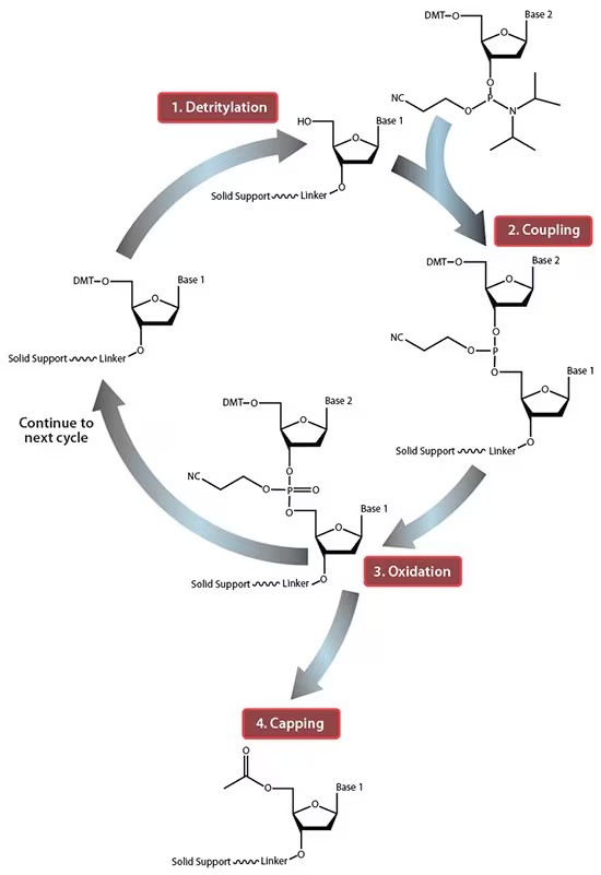 From ACGT to AI: visionary advances in oligonucleotide synthesis