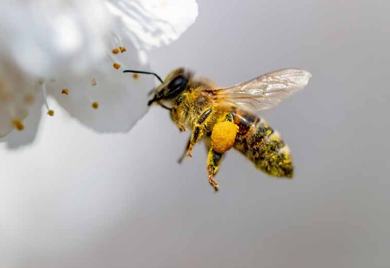 Get buzzing about bees