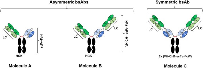 Overcoming challenges in bispecific antibody production with ...