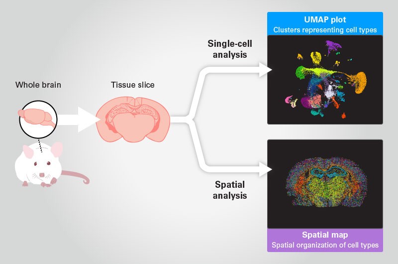 Exploring new dimensions with spatial multi-omics
