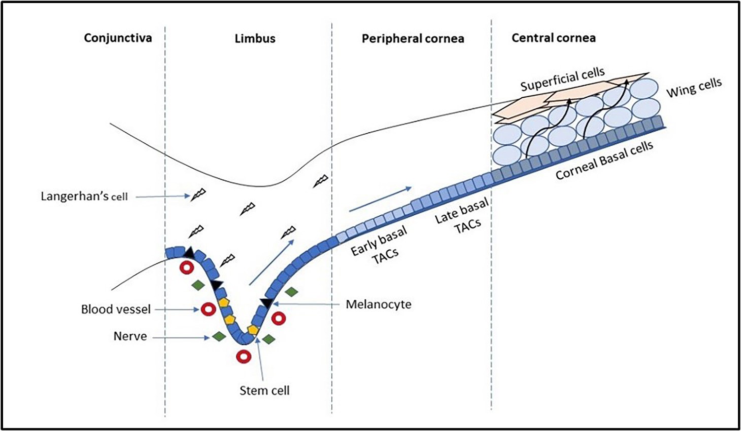 Assessing Corneal Epithelial Cells with In Vivo Confocal Microscopy