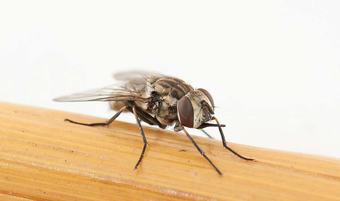Perfect season to diminish stable fly breeding sites