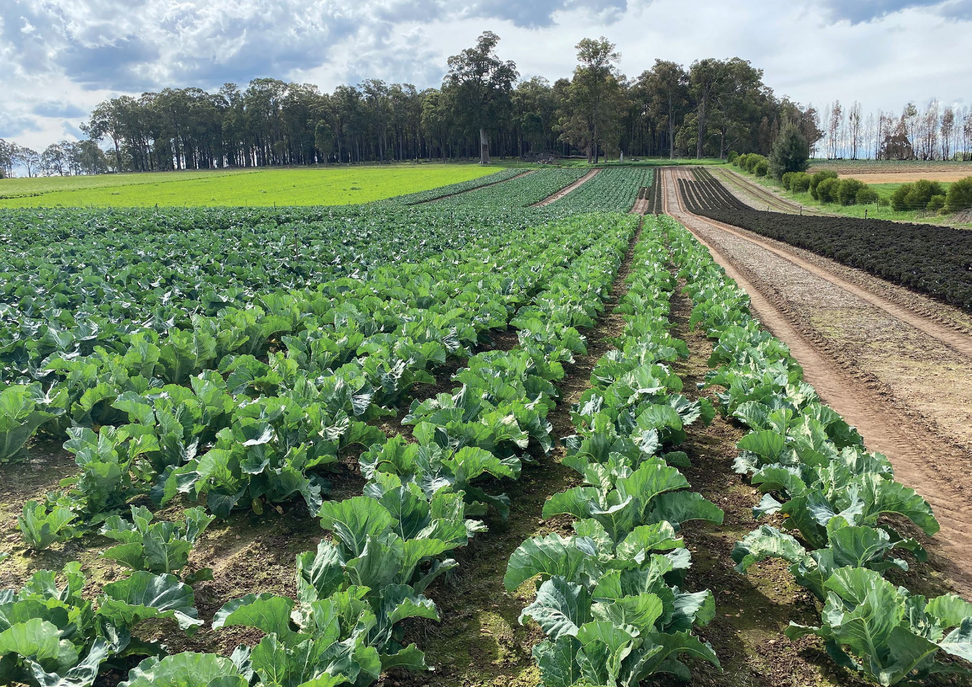 Cover crops & strip-till