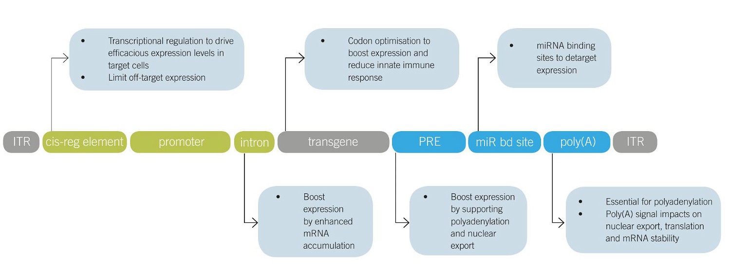 Advance Viral Vector Development and Characterisation for Gene ...
