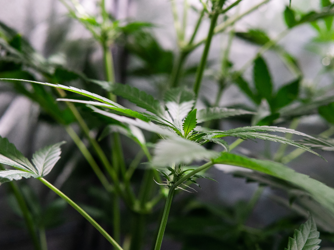 A Simple Guide to Cloning Cannabis