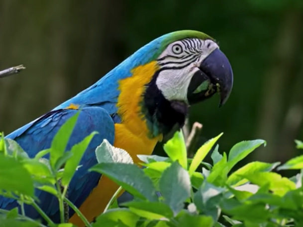 VIDEO: Birds of the Rainforest 3"