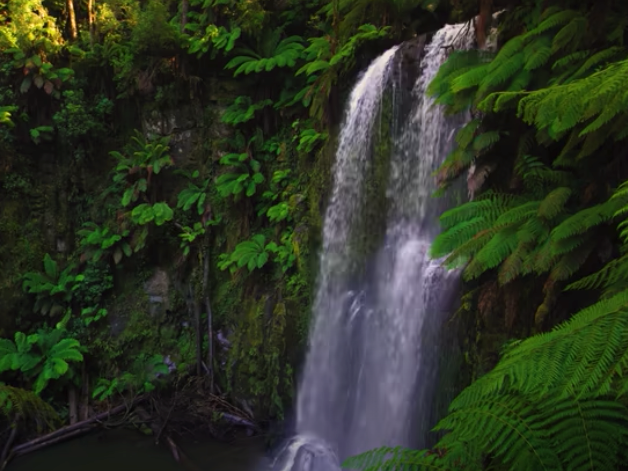 VIDEO: Australian Rainforest Relaxation in 8K