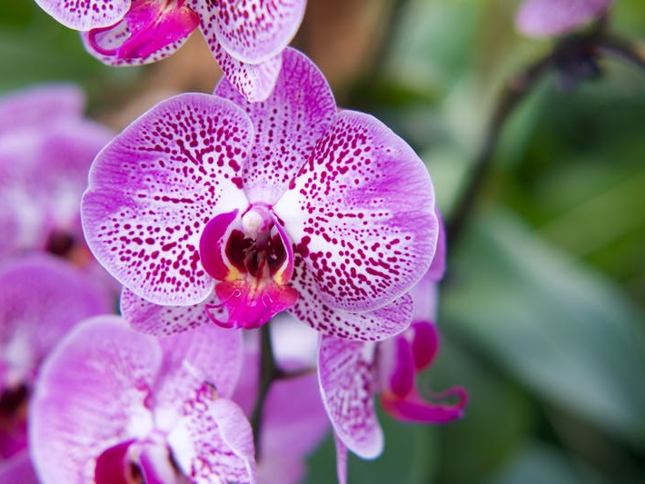 VIDEO: Orchid Mania: The History of Orchids