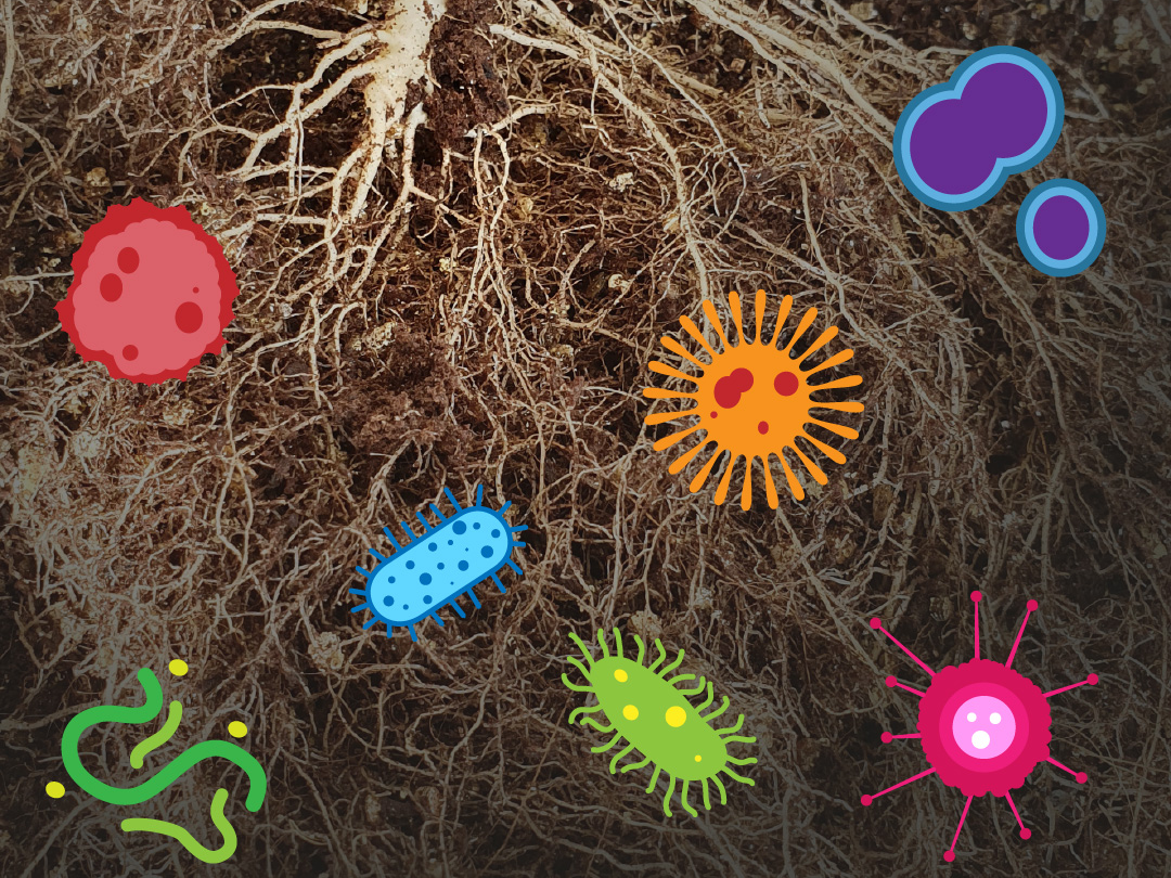 Soil Microbes