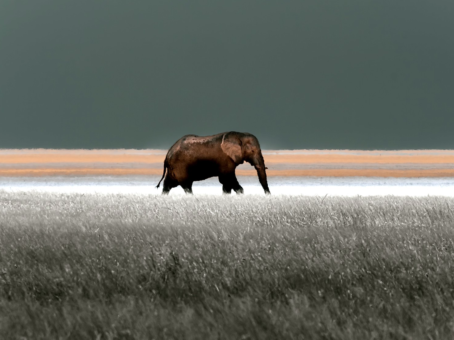 The Elephant Whisperer